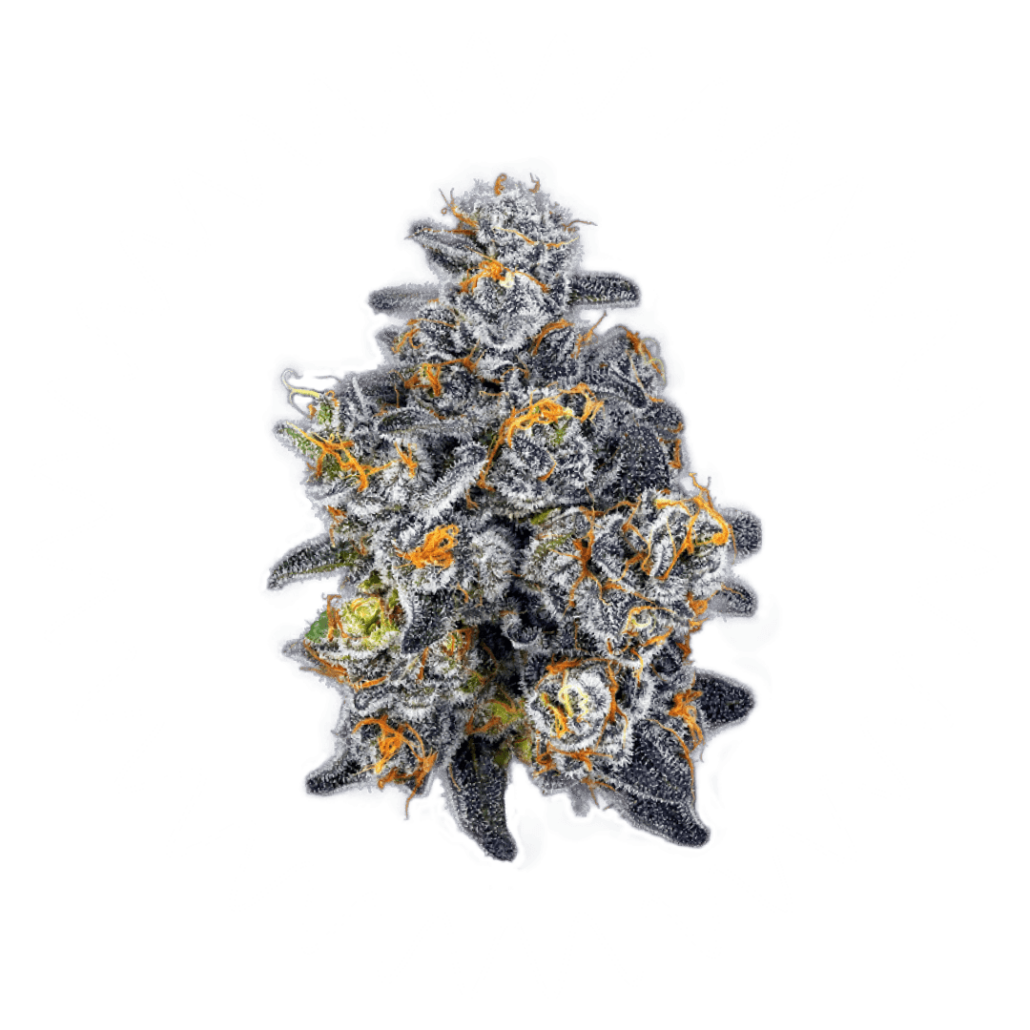Bosky Genetics – Premium Craft Cannabis & Proprietary Genetics